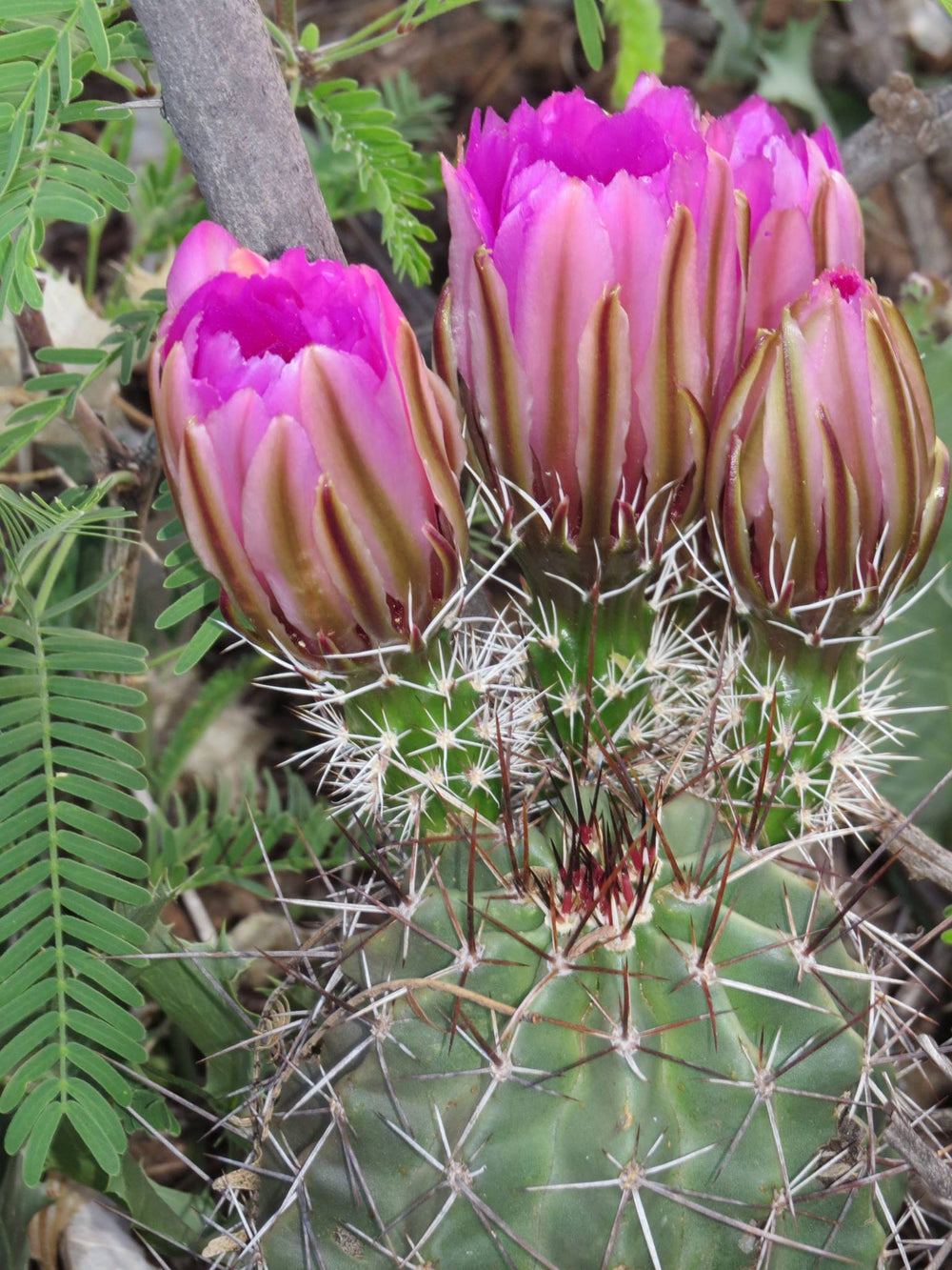 Retraining the Mighty Mast Cells: Mast Cell Activation Syndrome and Hi ...