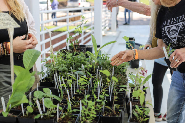 Medicines from the Earth - Botanical Medicine